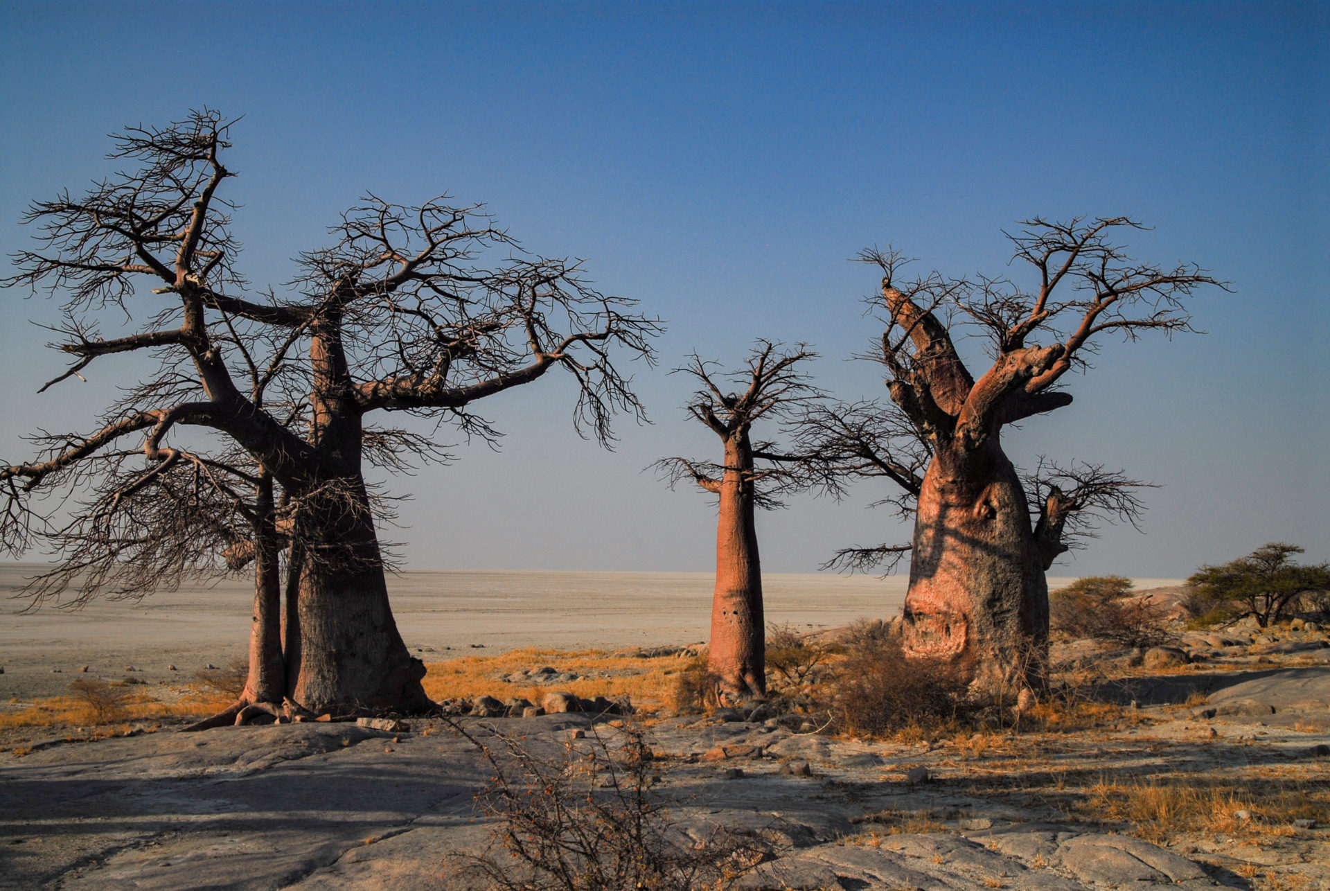 Okavango Delta - Afrika Reise & Safari Spezialist in Österreich