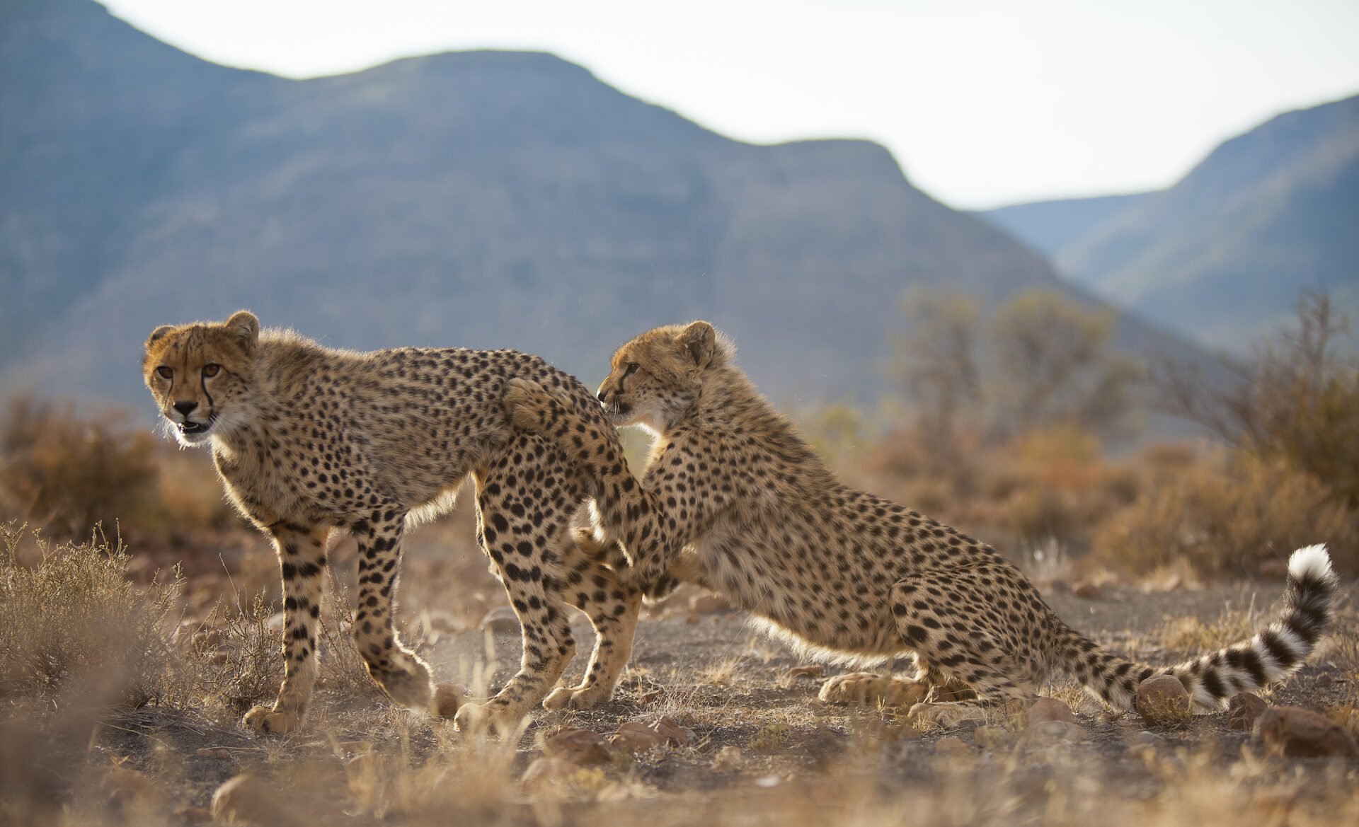 Samara Karoo Lodge - Afrika Reise & Safari Spezialist in Österreich