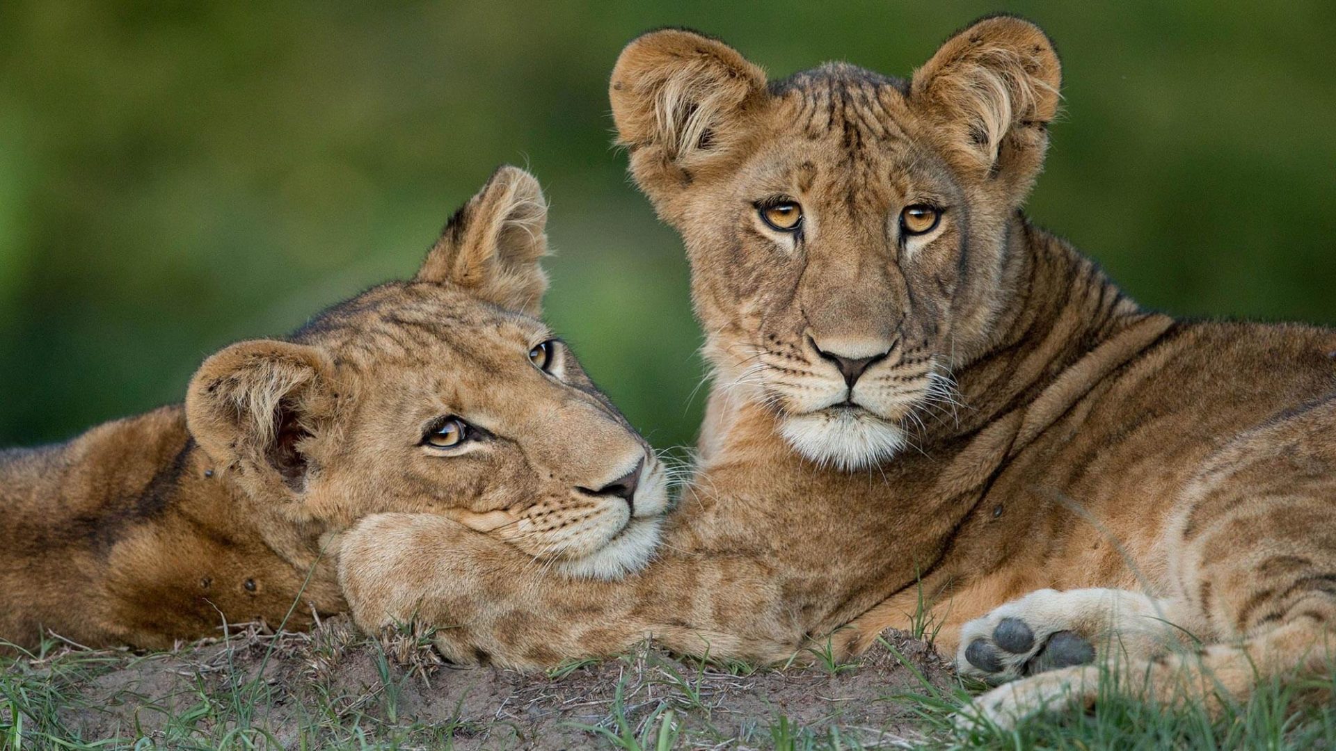 Kafue Nationalpark – Safari im wilden Westen Sambias
